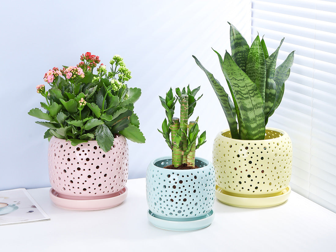 Buy Rain Drop Orchid Planter-Pastel - Indoor Planters Online ...