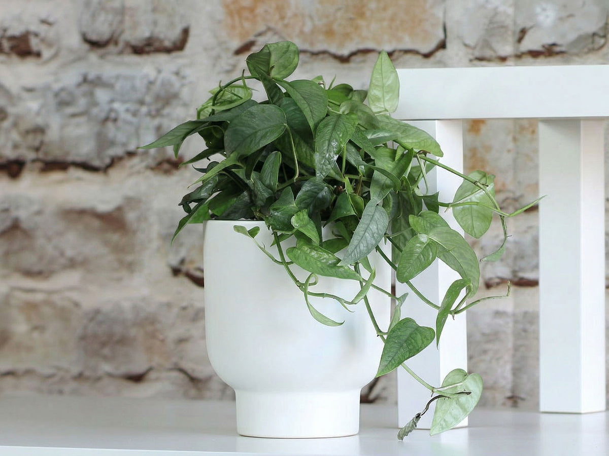 Monstera Cache Pot Case of 8 | Indoor Ceramic Planter Set – PLANTATOREM