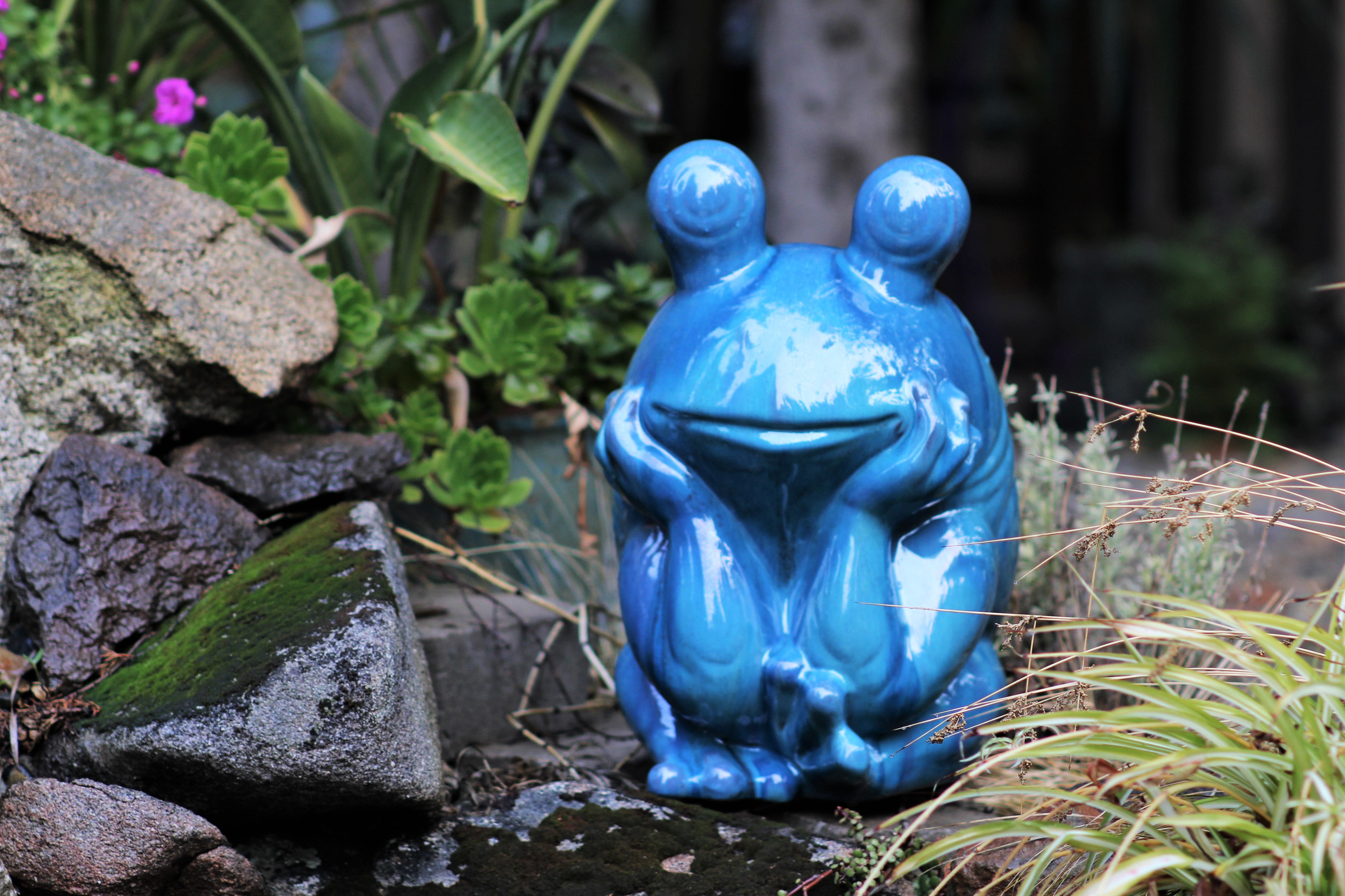 Thinking Frog – PLANTATOREM