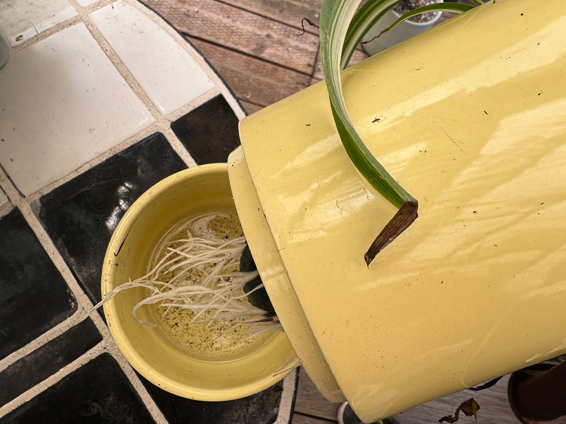 Urban Dweller Self-Watering Pot- Sand | Indoor Planters – PLANTATOREM
